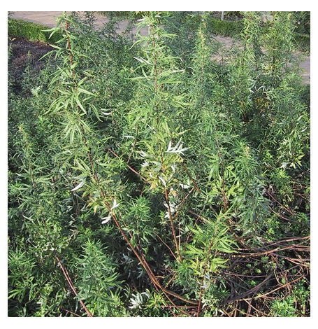 Tisane d'Armoise - Artemisia vulgaris - feuille en vrac | Herbonata